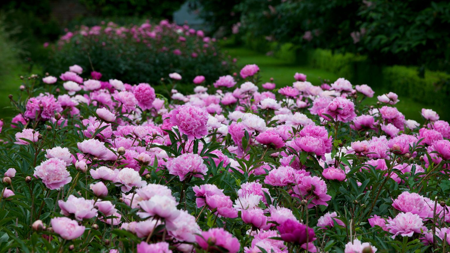 Guide to Growing Peonies Indoors: Tips and Tricks - Peony Society