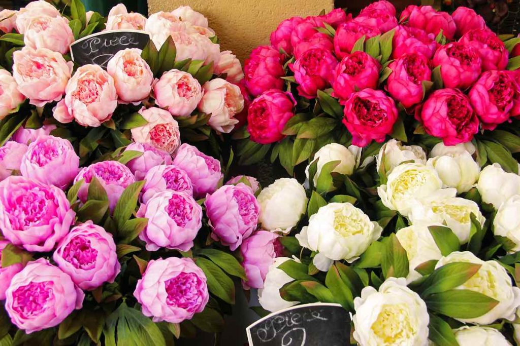 Guide to Growing Peonies Indoors: Tips and Tricks - Peony Society