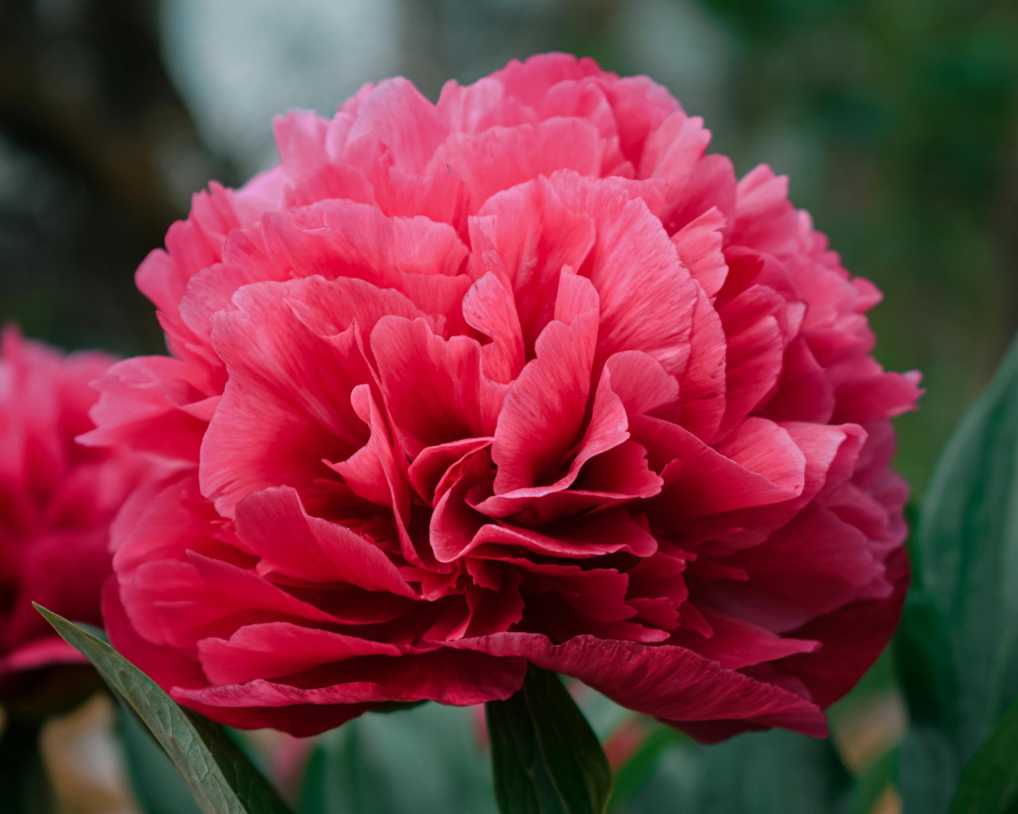 How to Grow Peonies: Planting and Care by Season - Peony Society