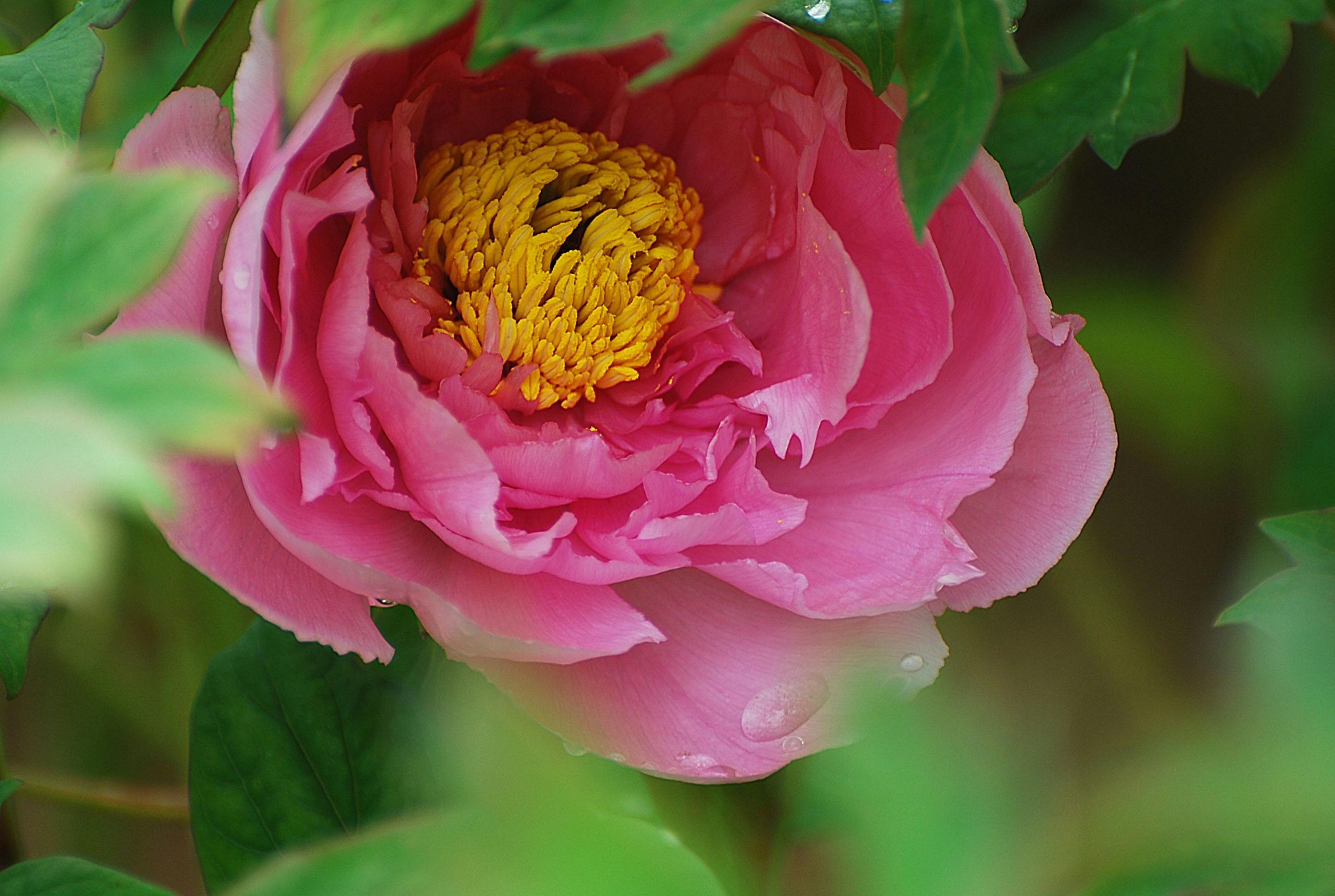 How to Plant Peonies: A Beginner’s Guide - Peony Society